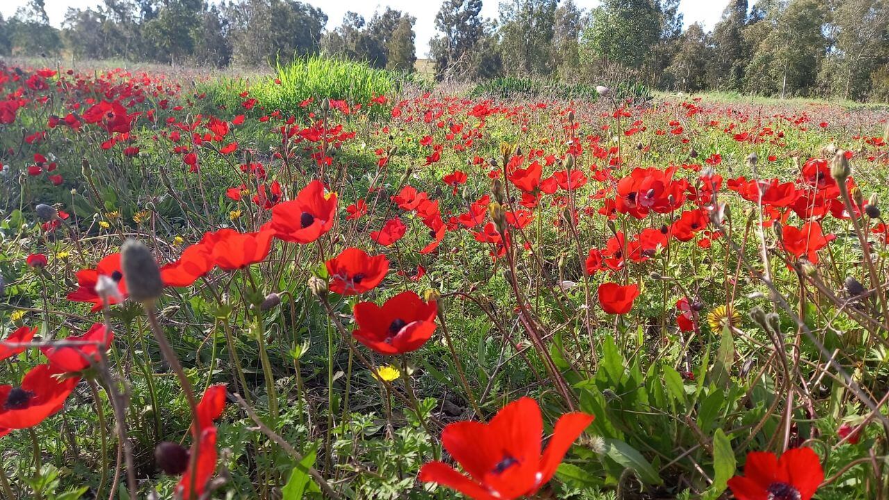 דרום אדום 2024 - חג הכלניות | קופי טרייל Coffee Trail